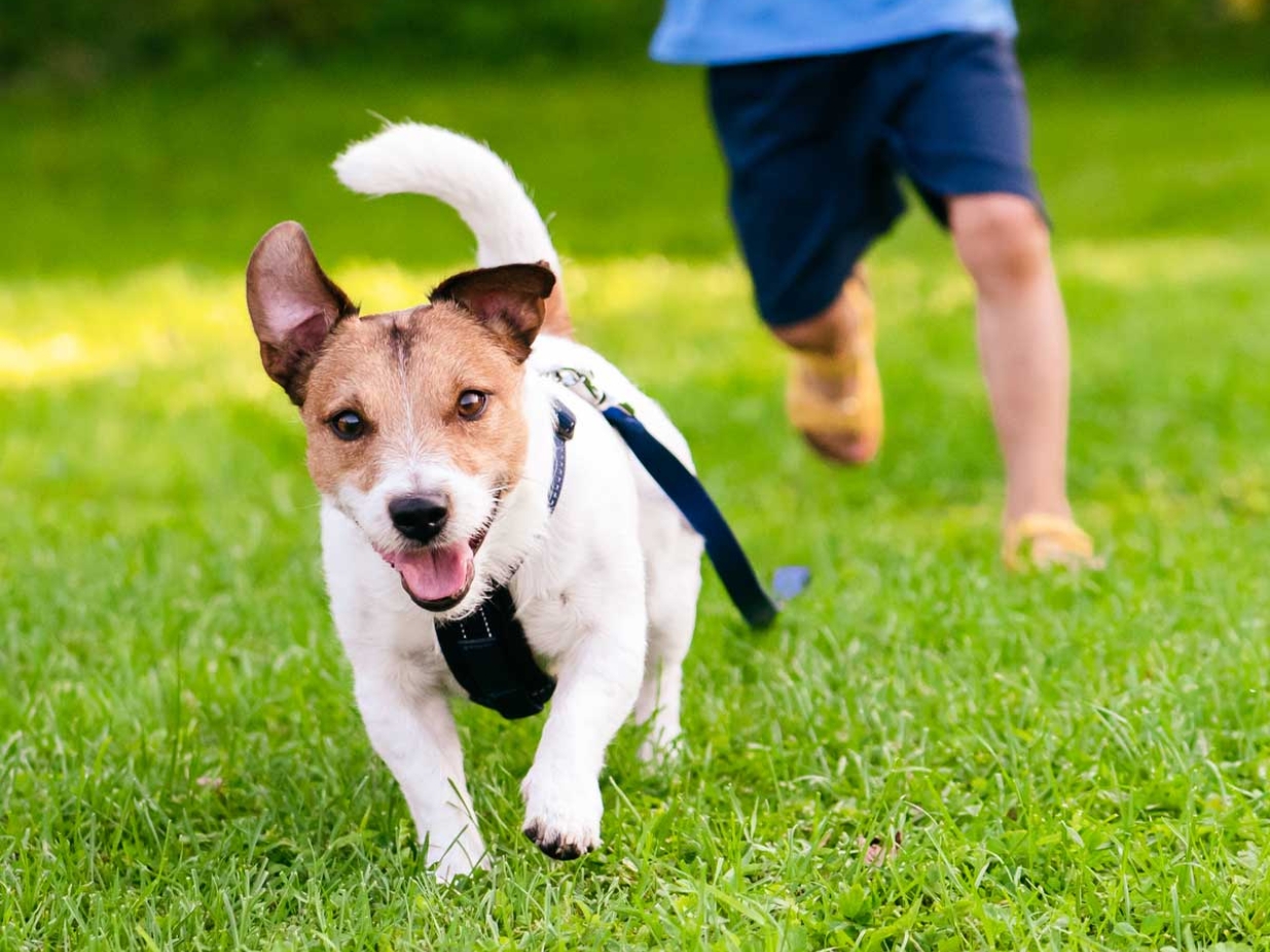 Pet Turf, Artificial Grass for Dogs Austin Texas